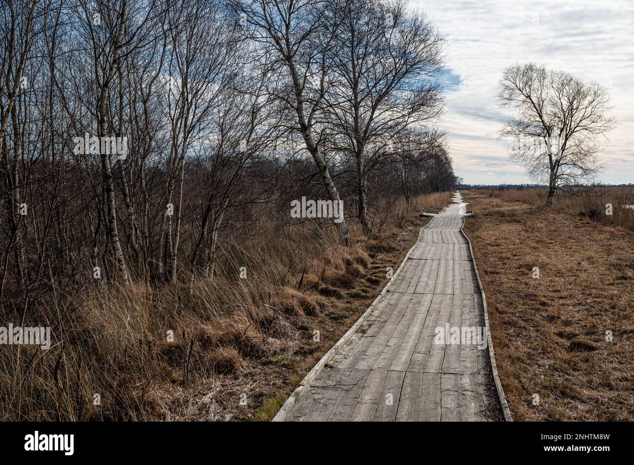 Wooden plank path through a peat bog Stock Photo - Alamy