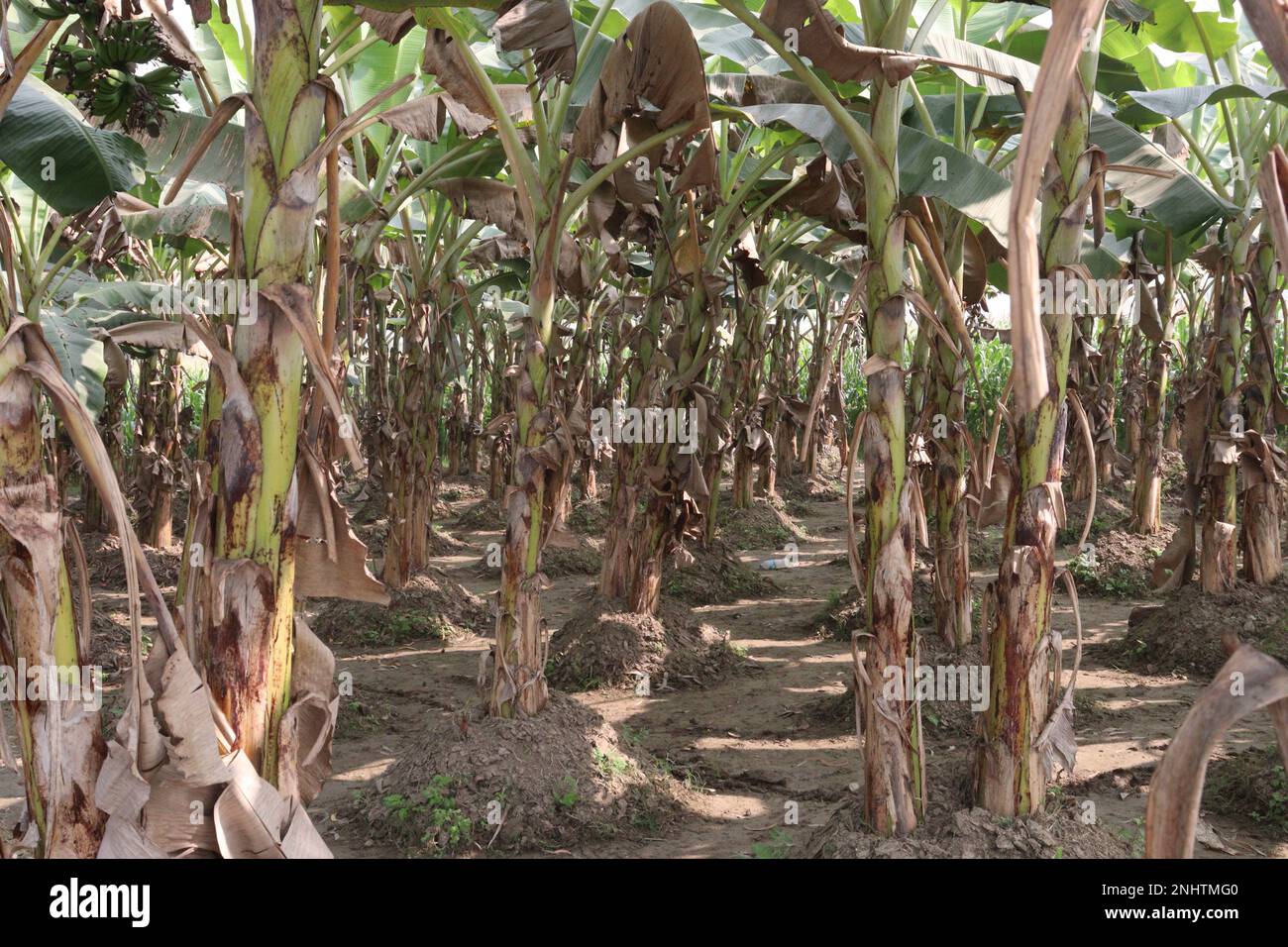 Tree conglomeration hi-res stock photography and images - Alamy