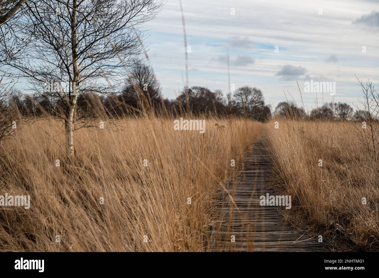 Wooden plank path through a peat bog Stock Photo - Alamy