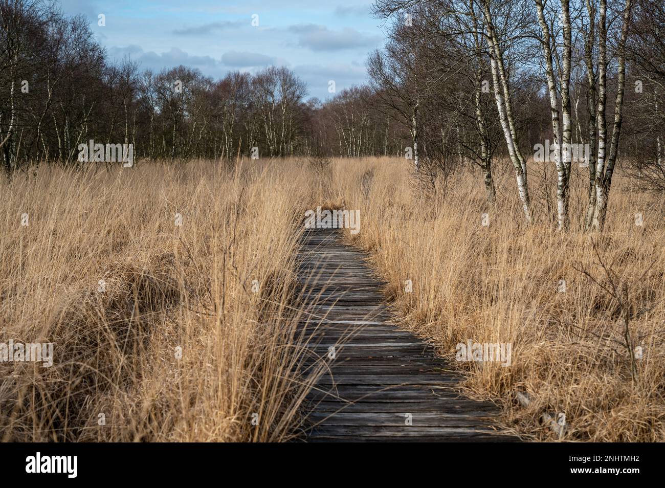 Wooden plank path hi-res stock photography and images - Alamy