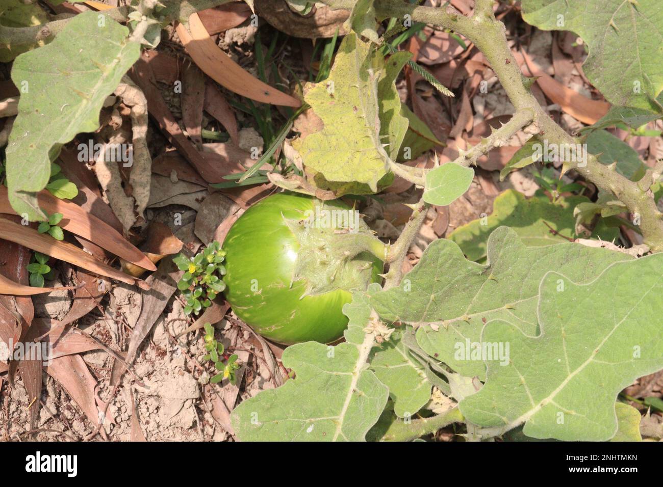 tasty and healthy brinjal on tree in farm for harvest Stock Photo - Alamy