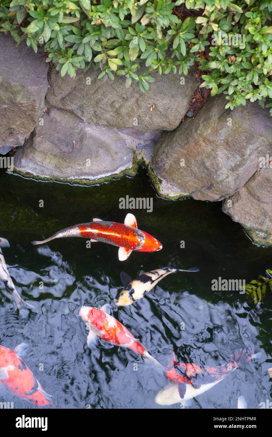 Japan Golden Fancy carps and koi fishes in the pond. Popular pets for ...