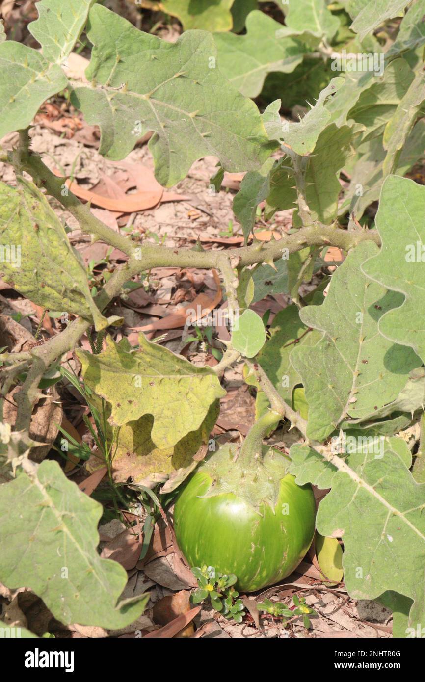 tasty and healthy brinjal on tree in farm for harvest Stock Photo - Alamy