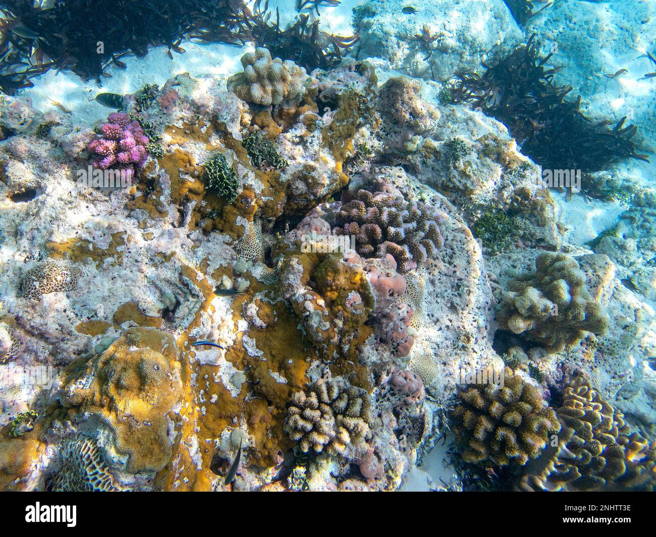 Coral reef seychelles indian ocean hi-res stock photography and images ...