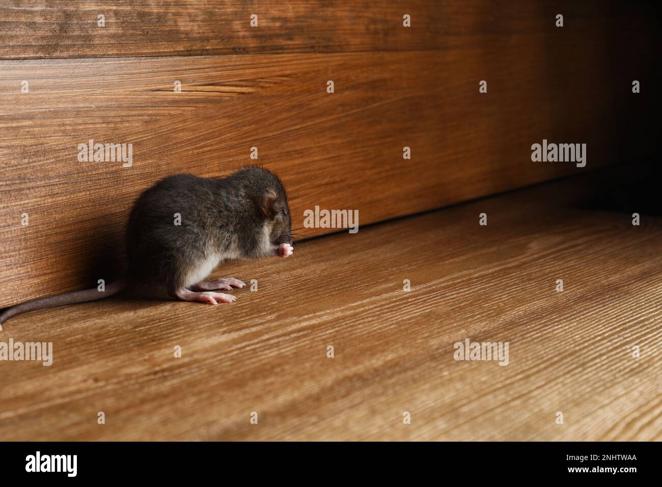 Small brown rat near wooden wall on floor. Space for text Stock Photo - Alamy