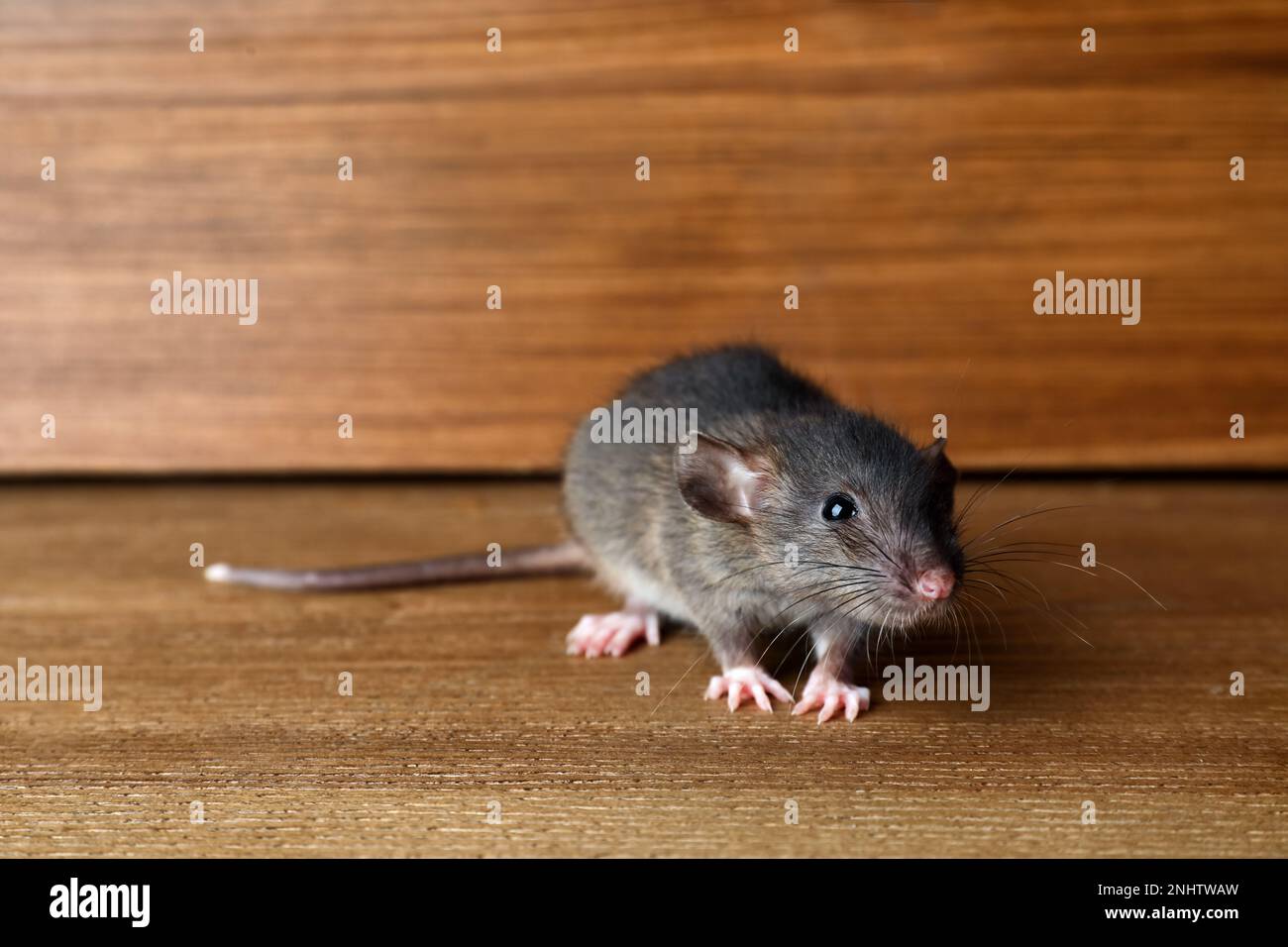 Small brown rat near wooden wall on floor Stock Photo - Alamy