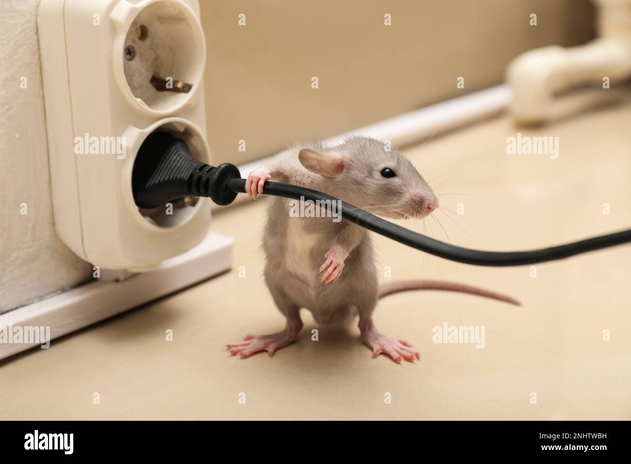 Small grey rat with electric wire near socket on floor Stock Photo - Alamy