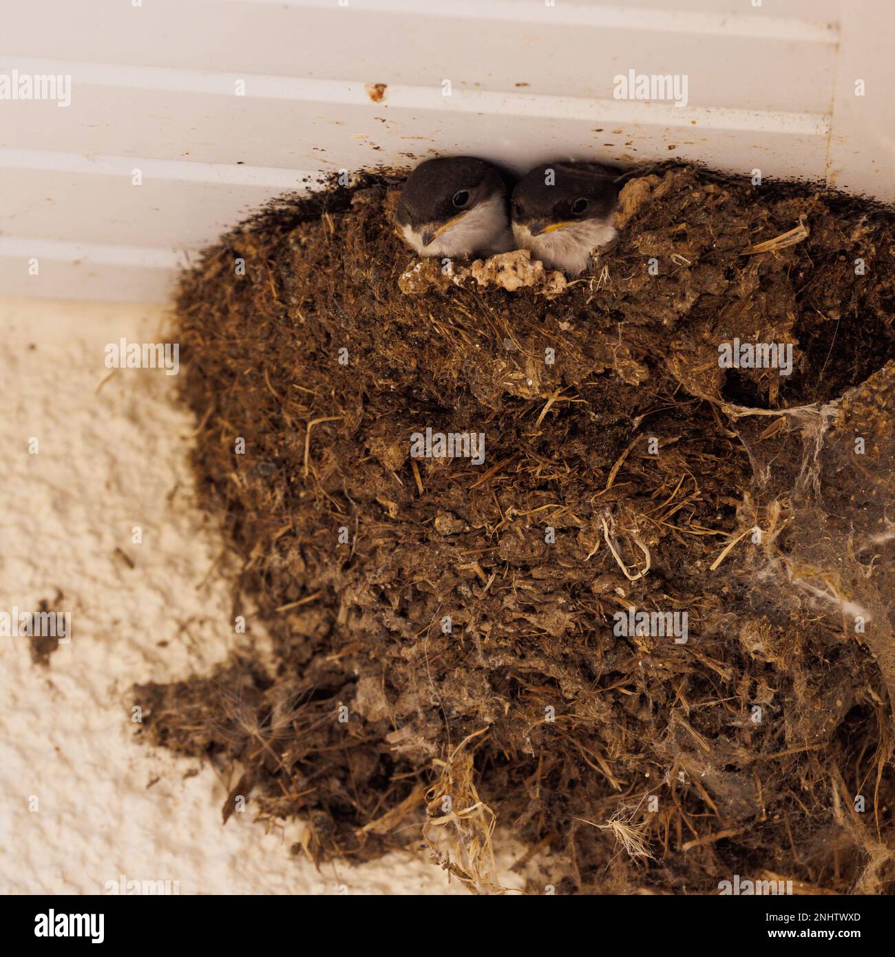 Martin house bird hi-res stock photography and images - Alamy