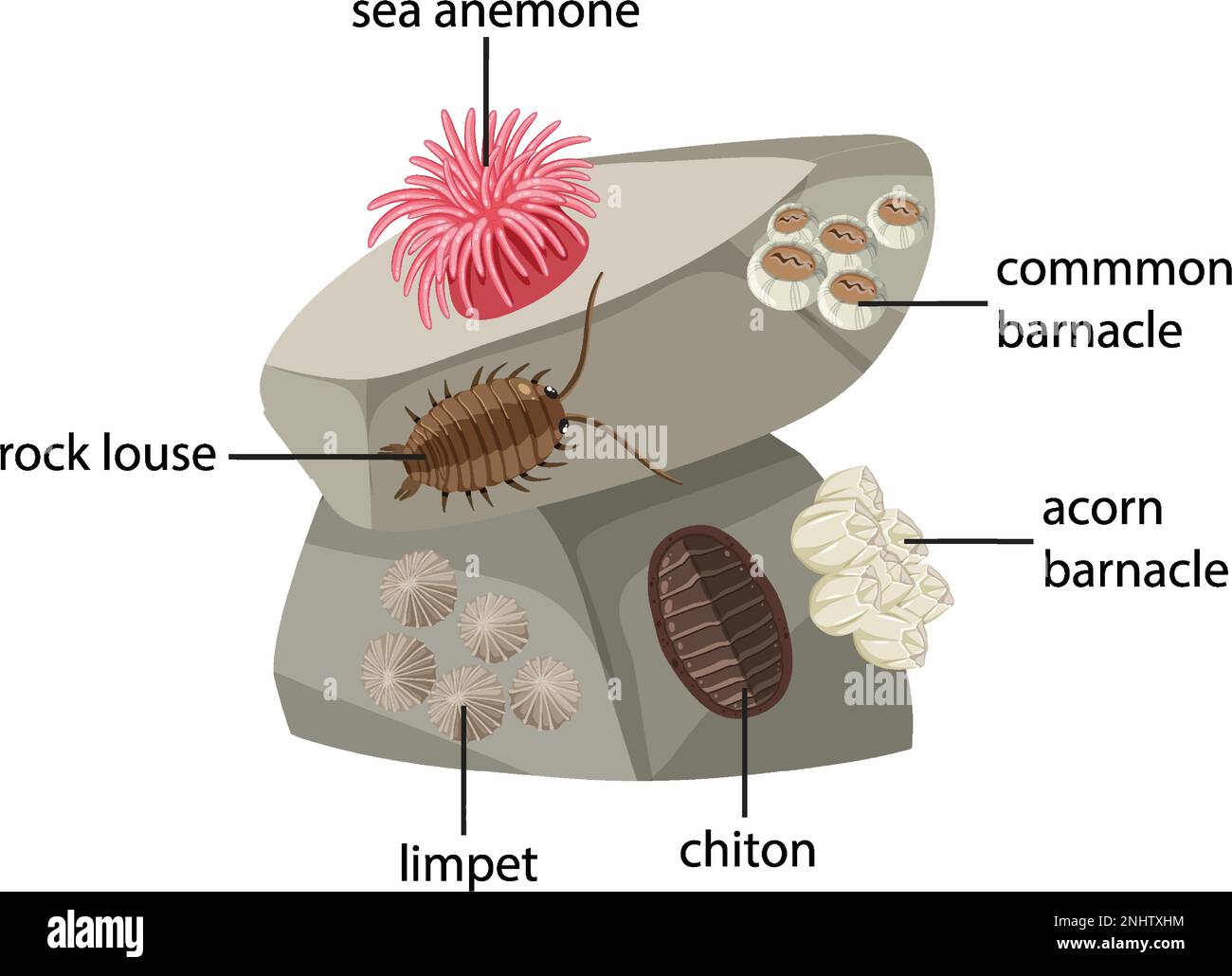 Rocky shore animals collection illustration Stock Vector Image & Art ...
