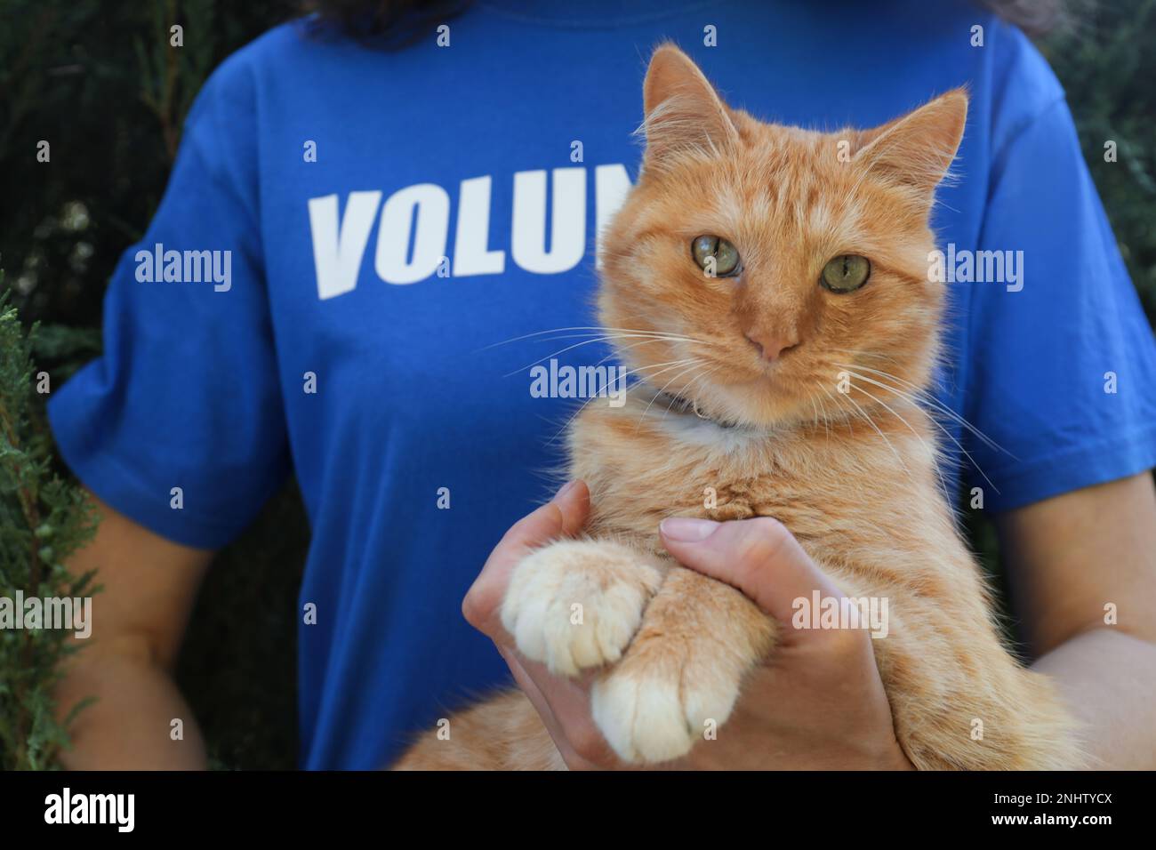 Volunteer with homeless cat in animal shelter, closeup Stock Photo - Alamy