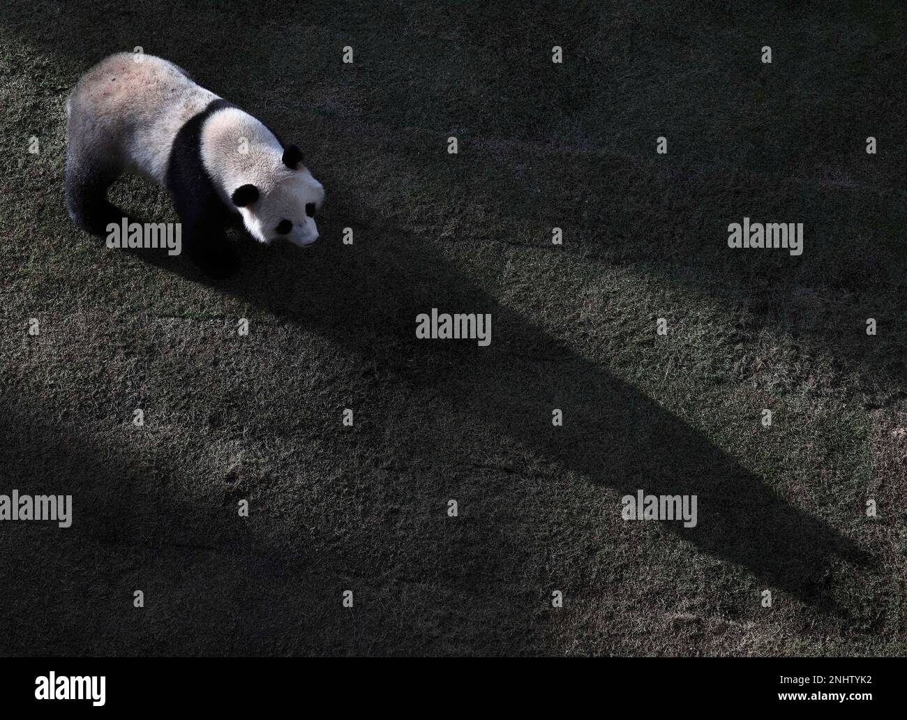 Giant panda Si Hai is seen at the Panda House at Al Khor Park in Doha ...