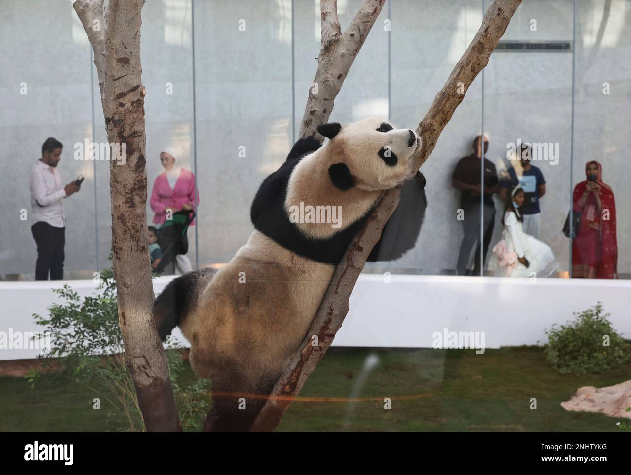 Giant panda Jing Jing is seen at the Panda House at Al Khor Park in ...