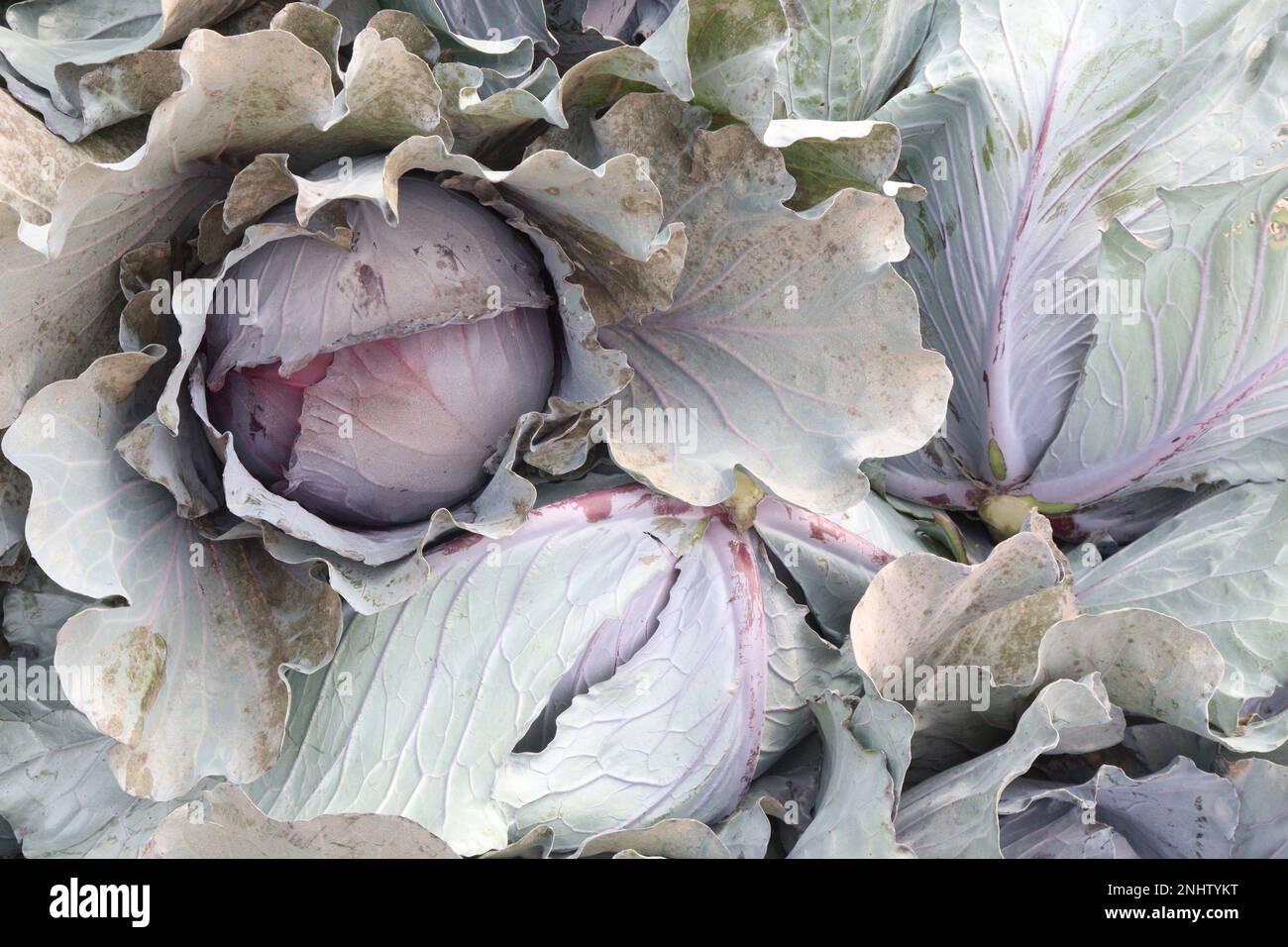 green colored healthy fresh cabbage on farm for harvest are cash crops ...