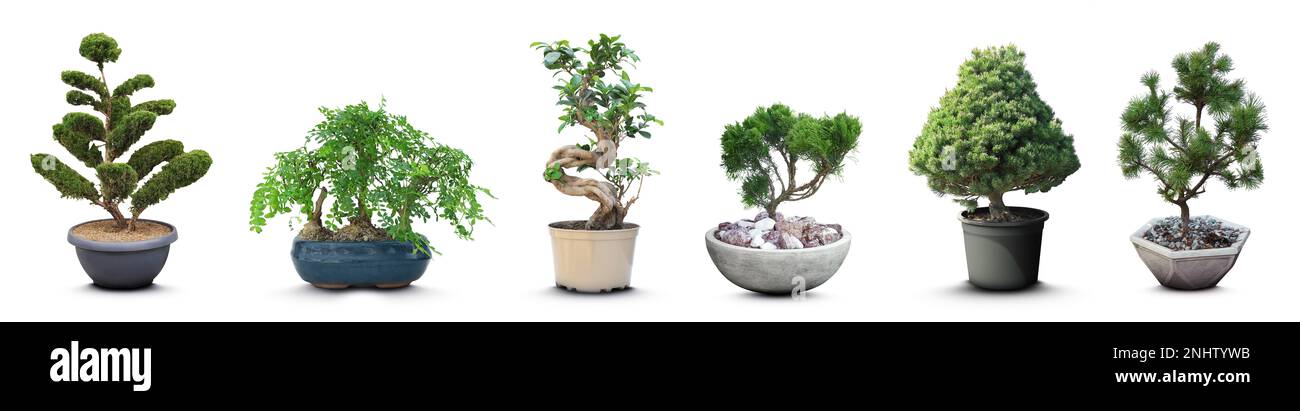 Set with different beautiful bonsai trees on white background. Banner ...