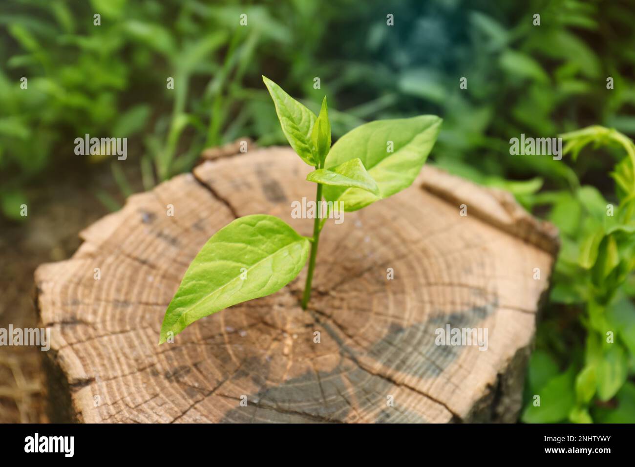 Young tree growing out stump hi-res stock photography and images - Alamy