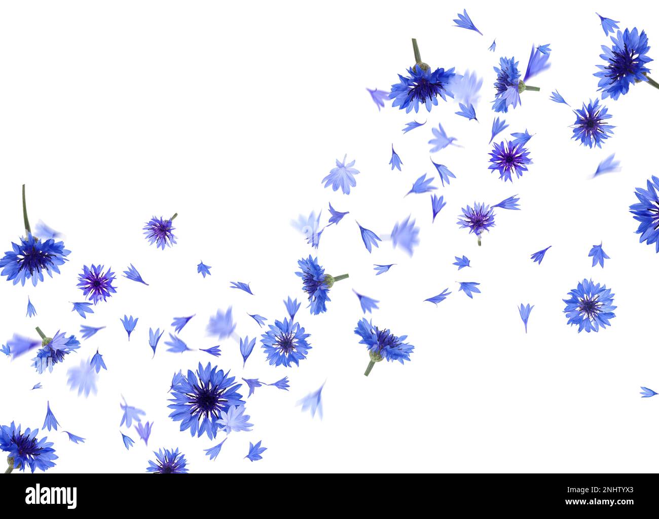 Beautiful tender blue cornflower petals flying on white background ...