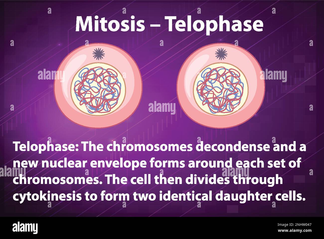 Telophase Of Mitosis The Eukaryotic Cell Cycle: A Summary LabXchange