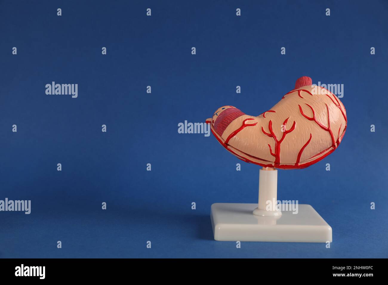 Human stomach model on blue background. Space for text Stock Photo - Alamy