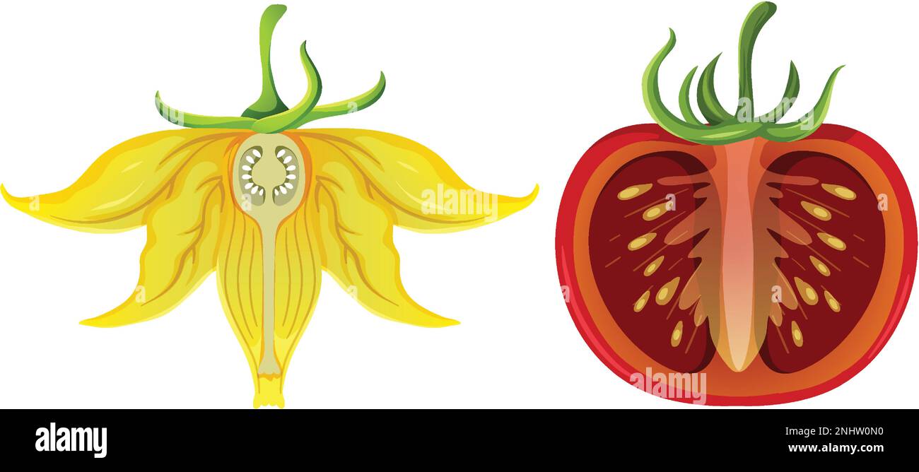 Yellow flower of tomato plant illustration Stock Vector Image & Art - Alamy