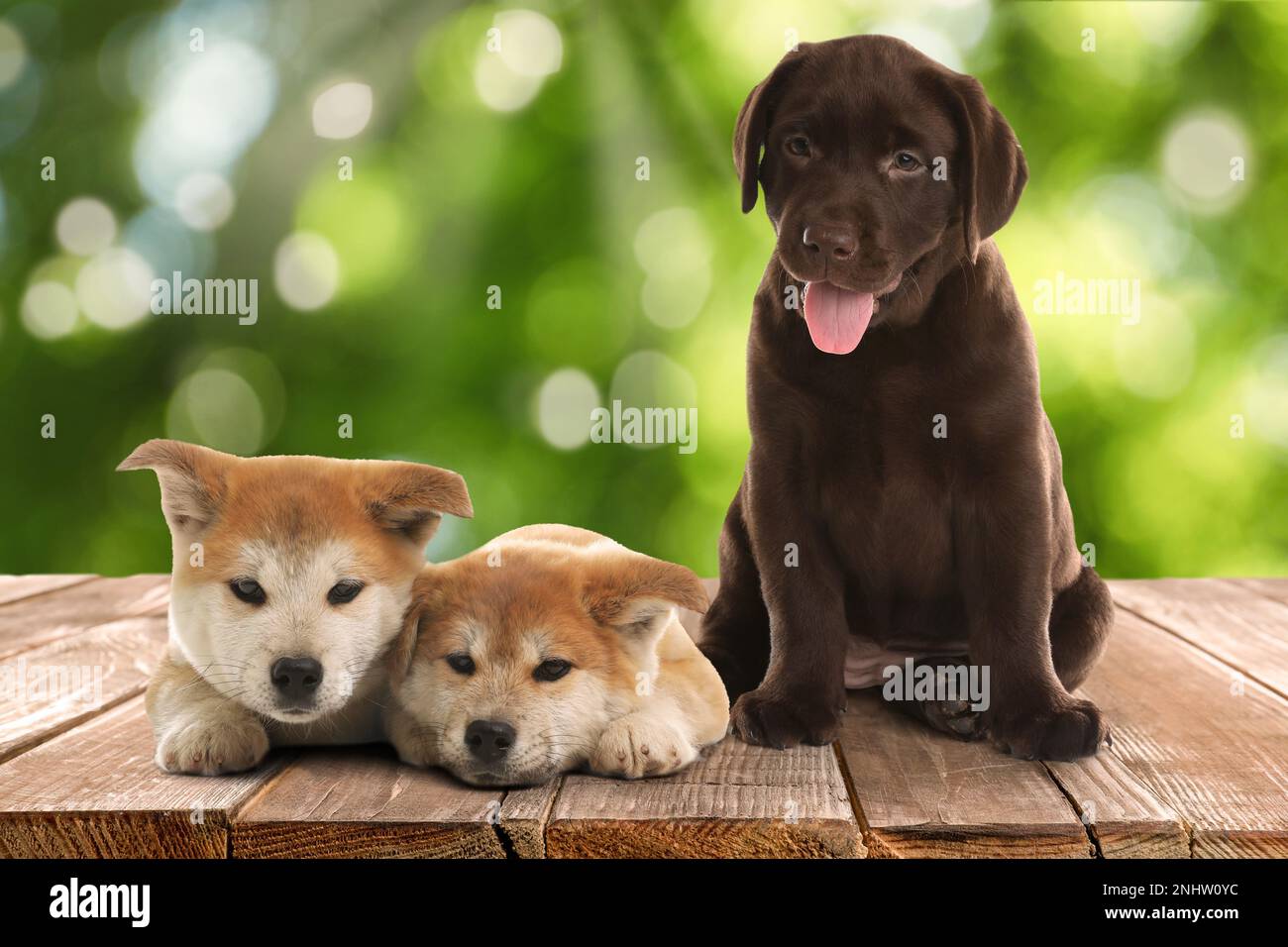 Cute puppies on wooden surface outdoors, bokeh effect. Adorable pets ...
