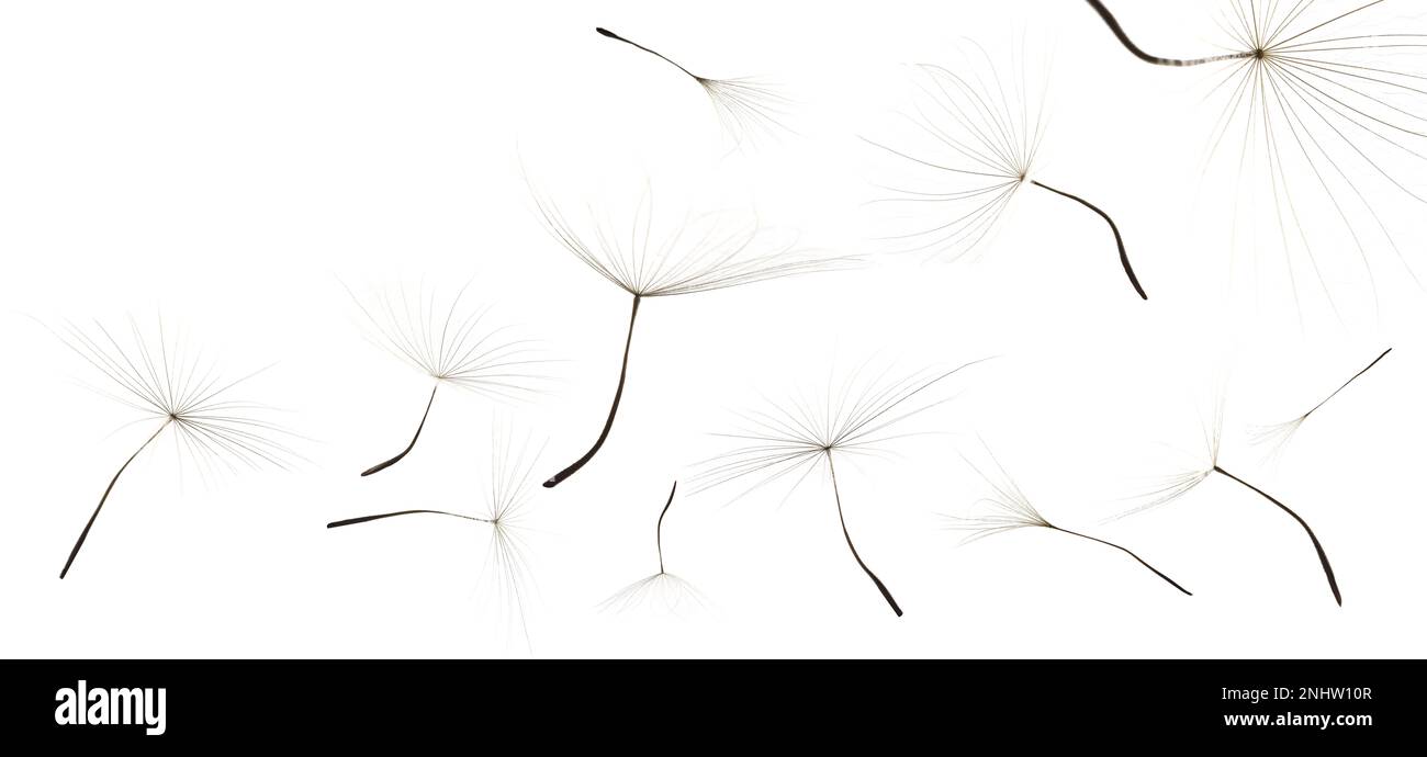 Many dandelion seeds flying on white background. Banner design Stock ...