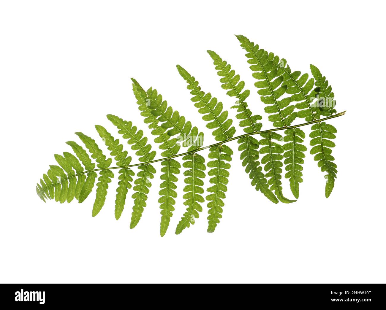 Beautiful tropical fern leaf isolated on white Stock Photo - Alamy
