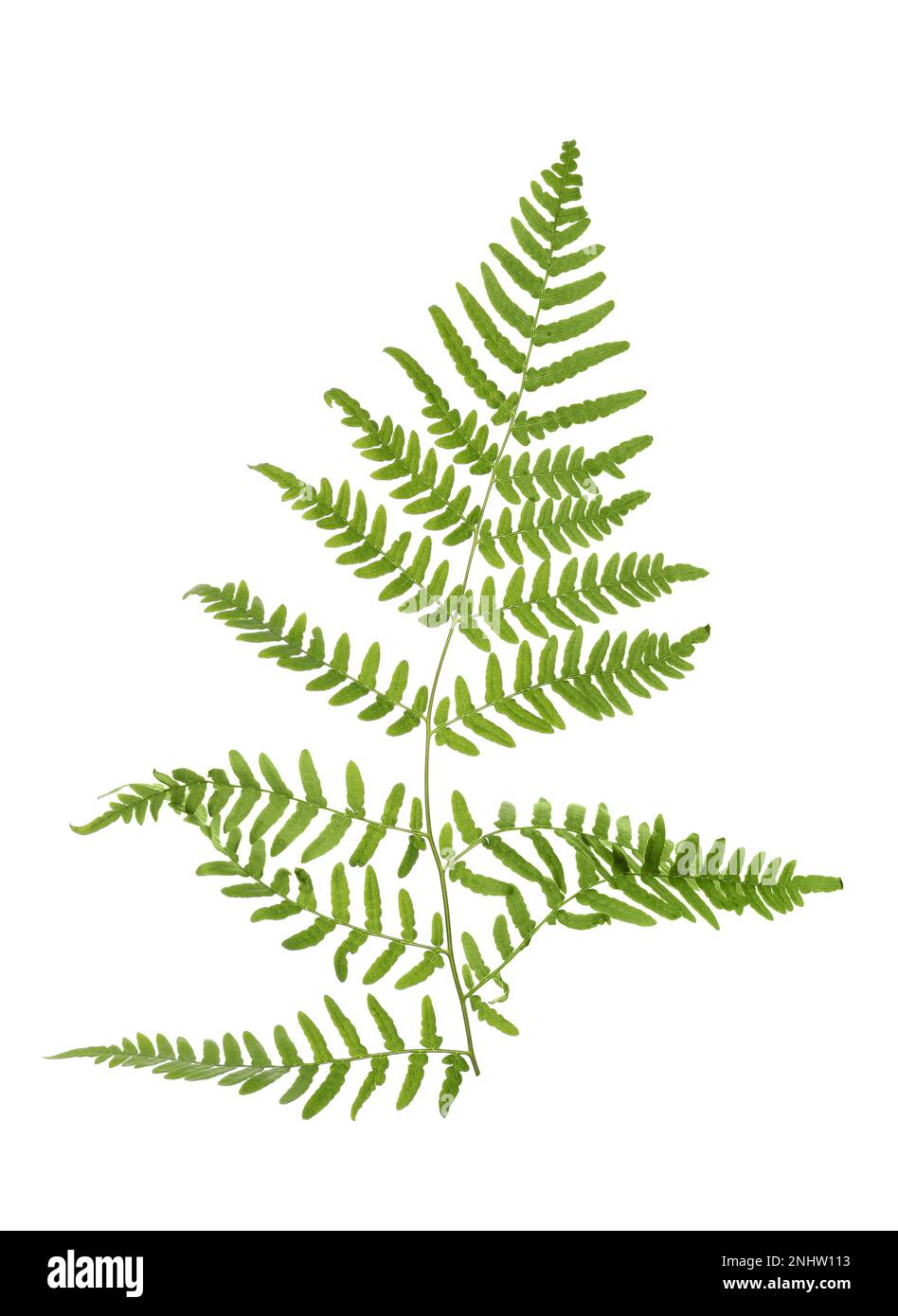 Beautiful tropical fern leaf isolated on white Stock Photo - Alamy