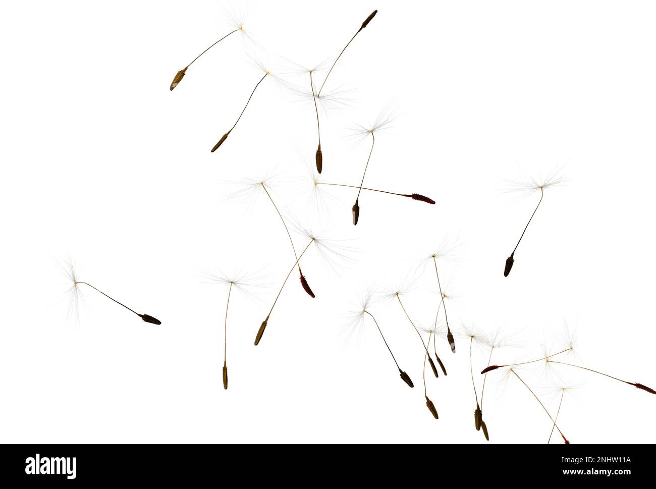 Many dandelion seeds flying on white background Stock Photo - Alamy