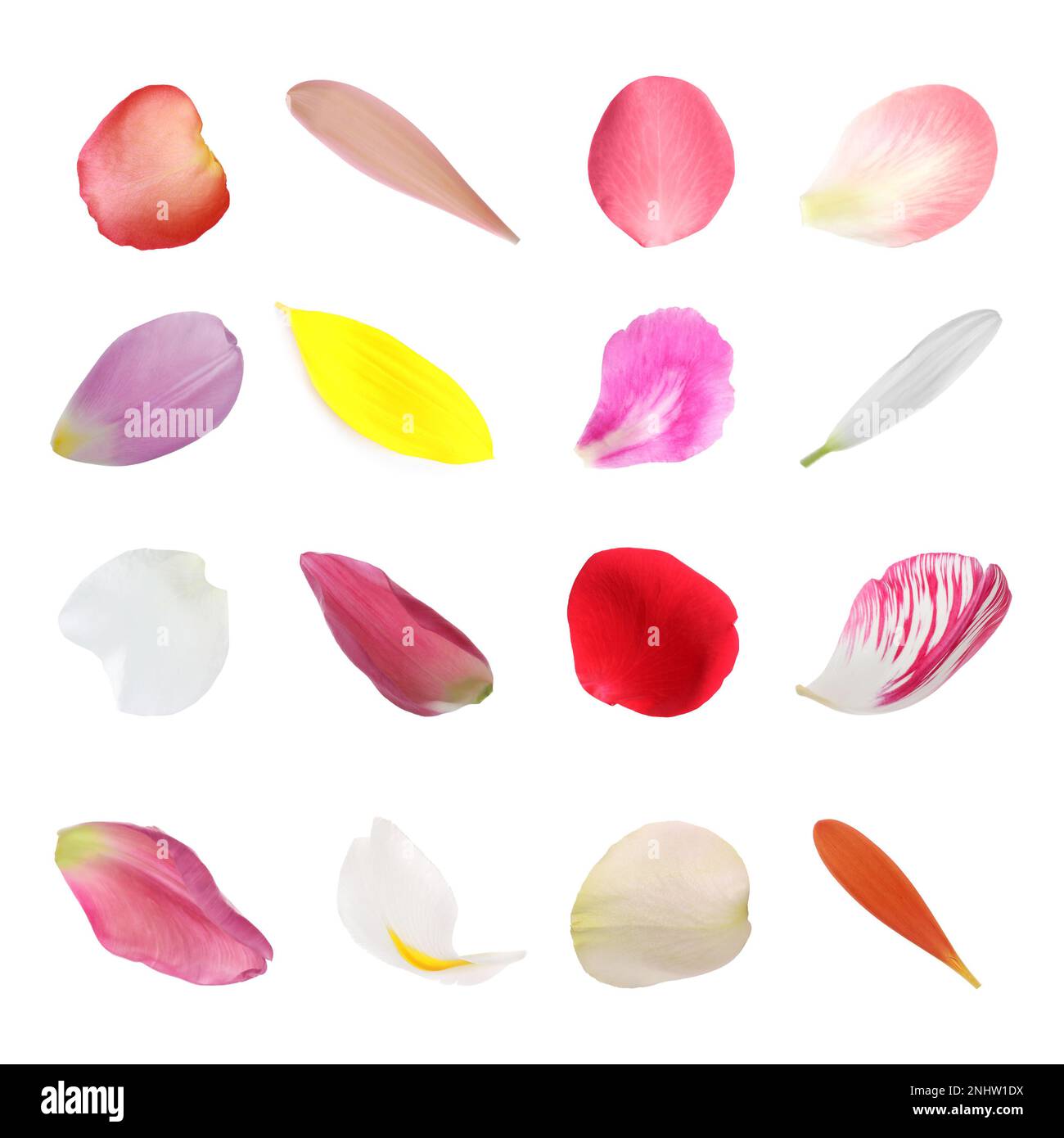 Set with different beautiful flower petals on white background Stock ...