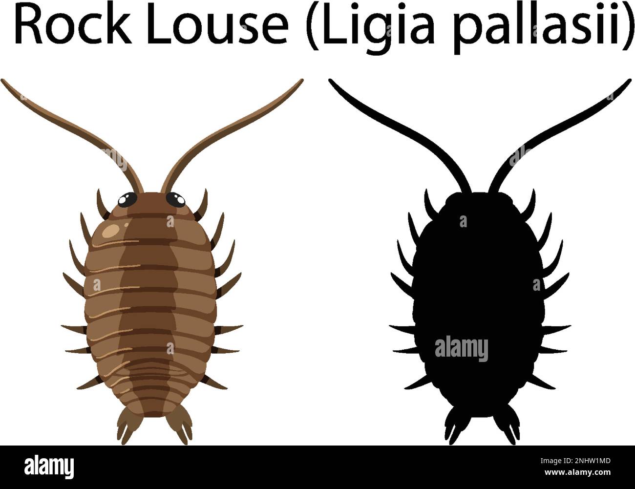 Rock Louse isolated rocky shore animal illustration Stock Vector Image ...