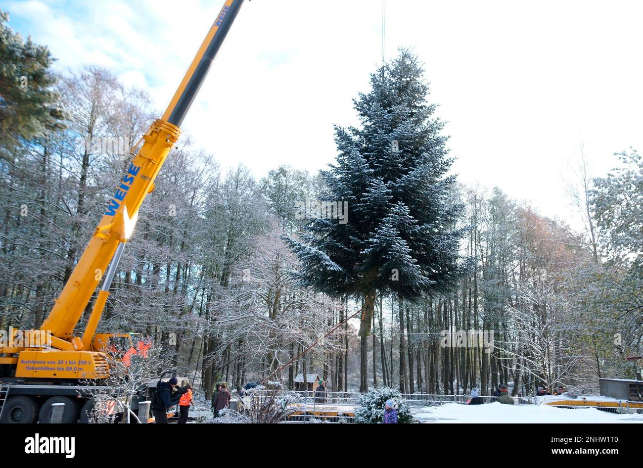 A 15-meter-high Nordmann fir is held by a crane in Lederhose, Germany ...