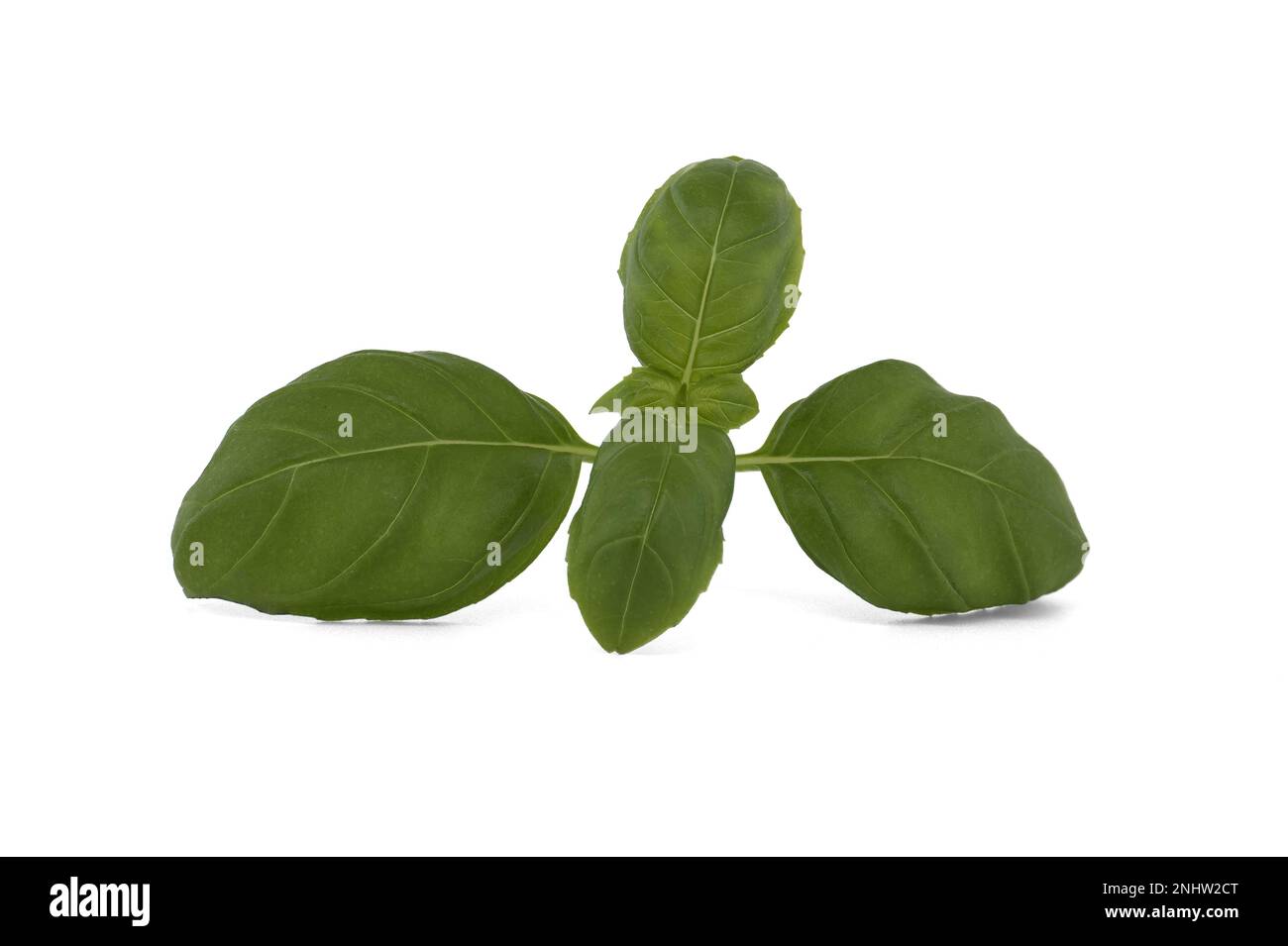 Fresh sprig of basil (Ocimum basilicum) isolated on white background ...