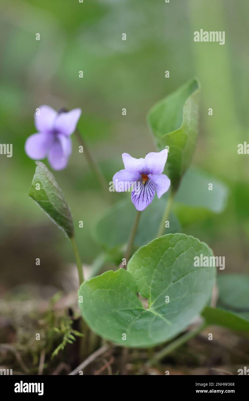 Viola epipsila, commonly known as Dwarf marsh violet or Northern marsh ...
