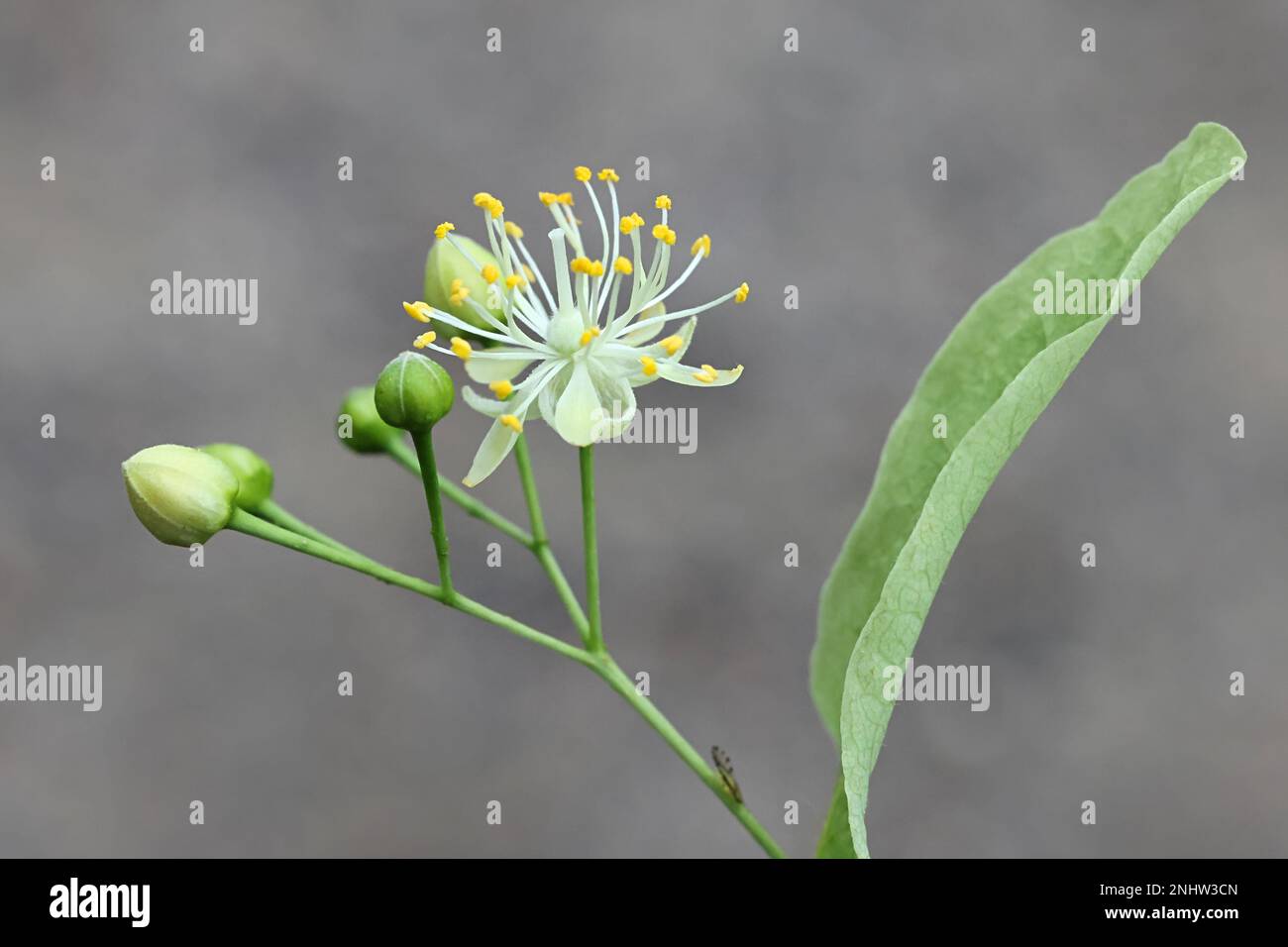 Common lime, Tilia × europaea, also known as common linden, closeup of ...