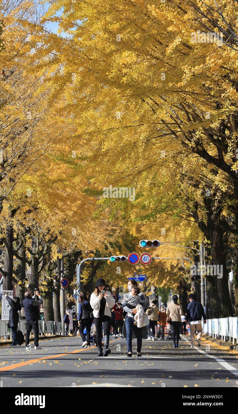 Leaves of gingko trees are yellow in Tenri City, Nara prefecture on Nov ...