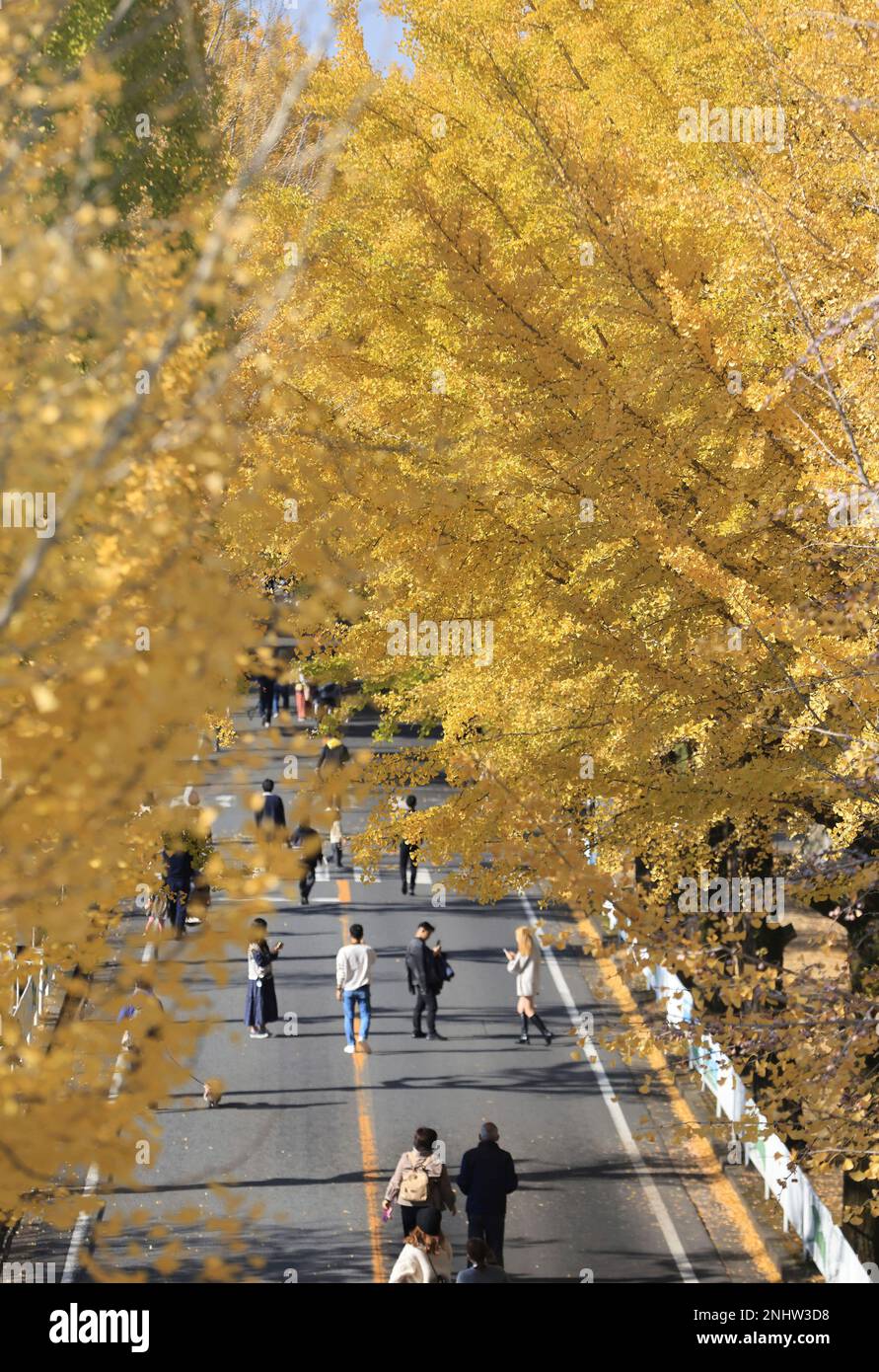 Leaves of gingko trees are yellow in Tenri City, Nara prefecture on Nov. 19, 2022. ( The Yomiuri ...