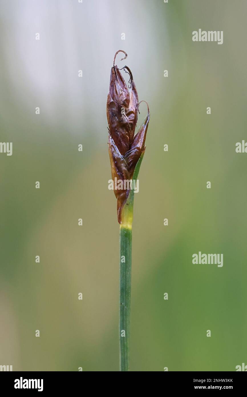 Saltmarsh Flat Sedge, Blysmus rufus, also known as Red Bulrush, wild ...