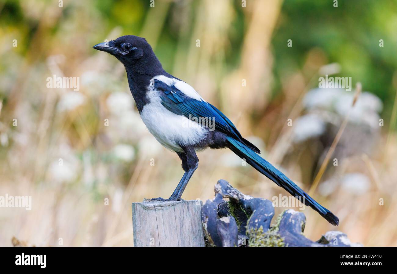 Magpie [ Pica pica ] on old stump Stock Photo - Alamy