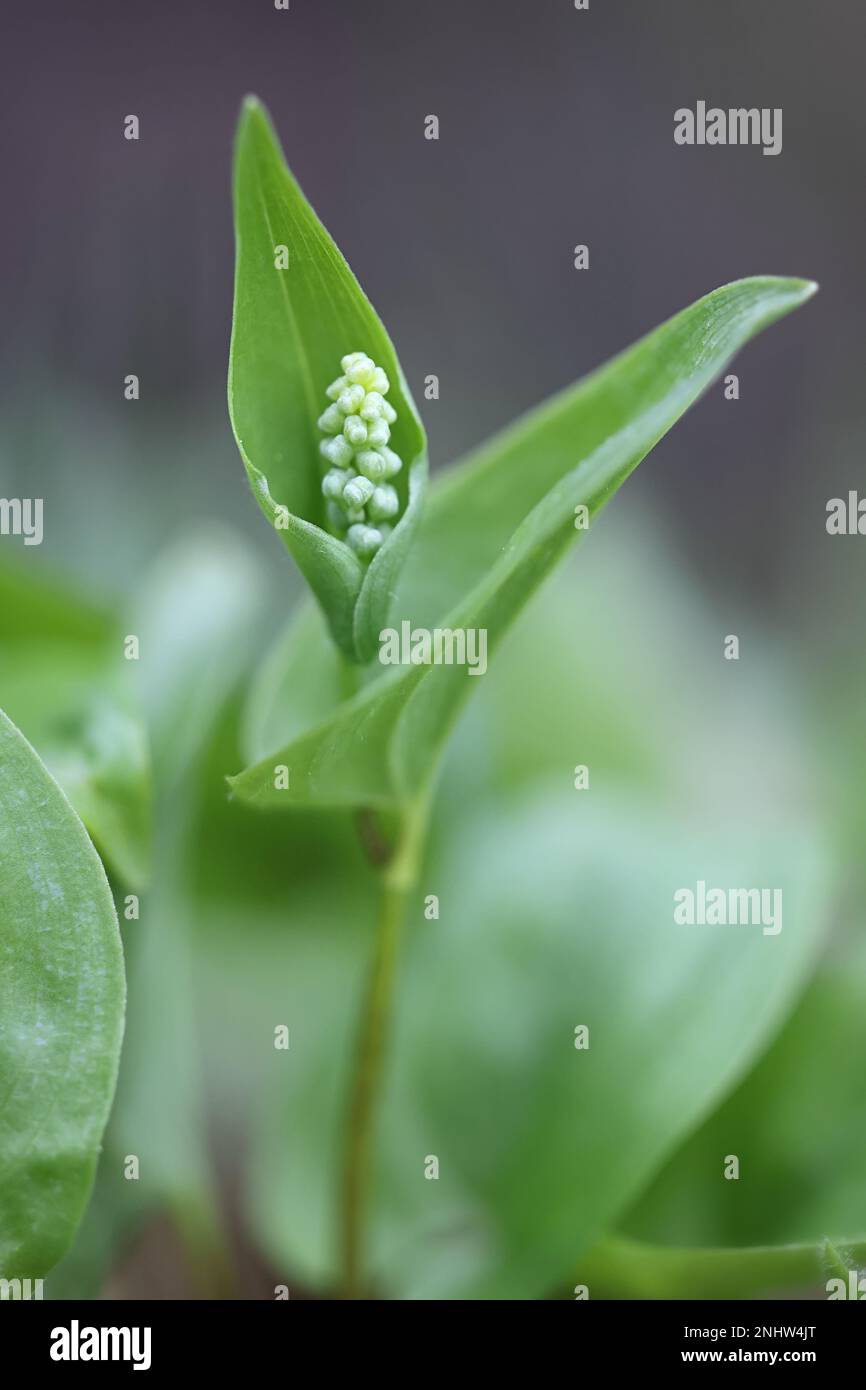 May Lily, Maianthemum bifolium, wild poisonous plant from Finland Stock ...