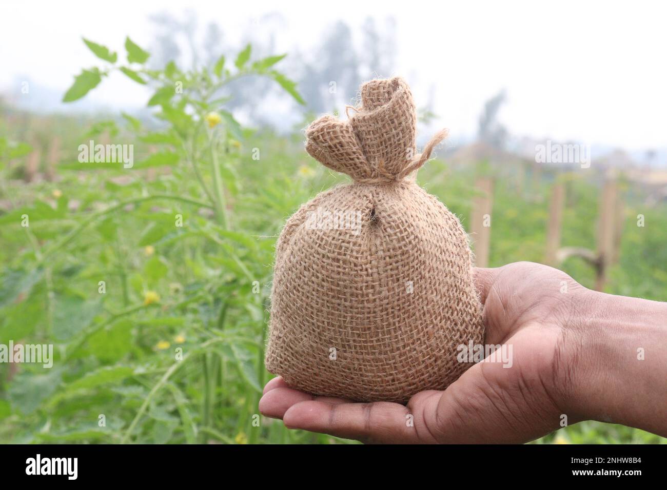 tomato farm with money bag are cash crops Stock Photo - Alamy