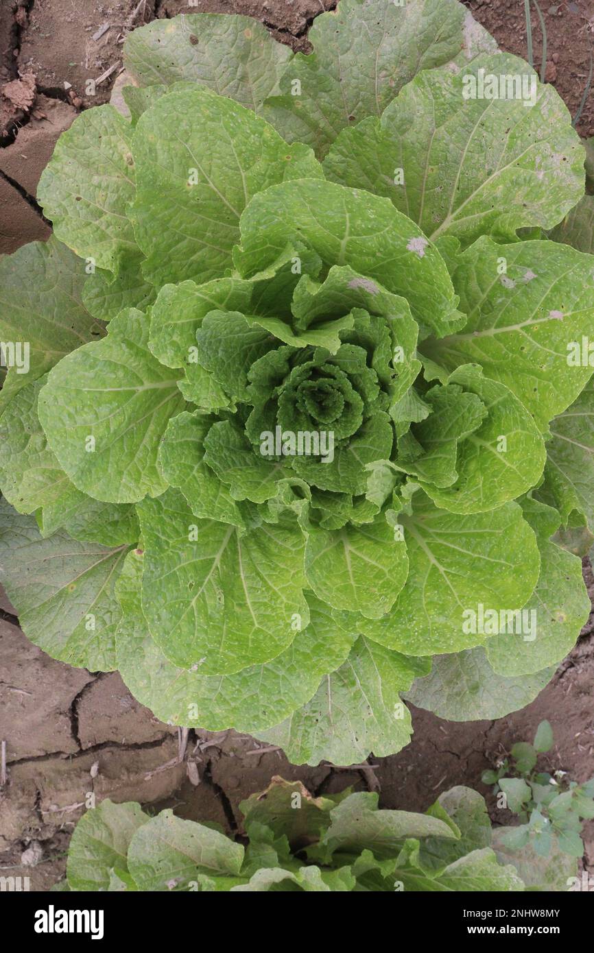 green colored Chinese Cabbage Plant on farm for harvest are cash crops ...