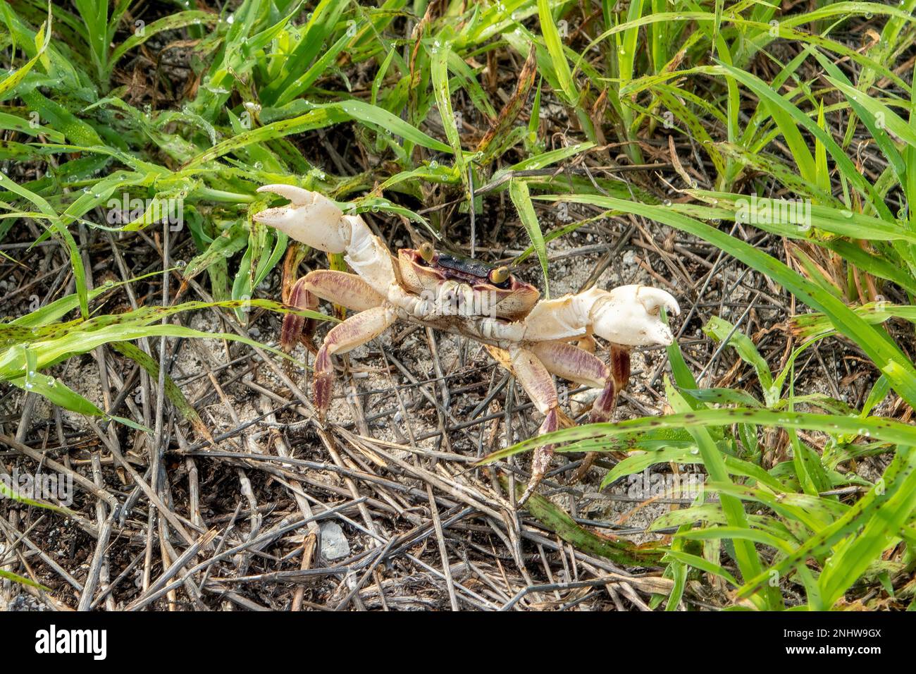 Land Crab on Assumption Island, Seychelles Stock Photo - Alamy