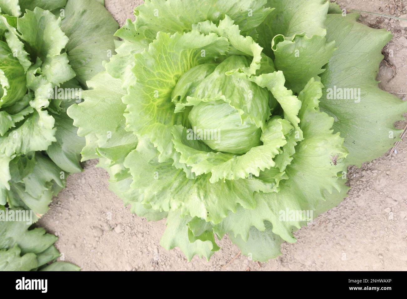green colored Chinese Cabbage Plant on farm for harvest are cash crops ...