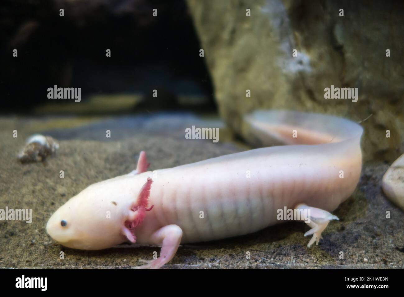 Axolotl on the sand. Close up macro view Stock Photo - Alamy