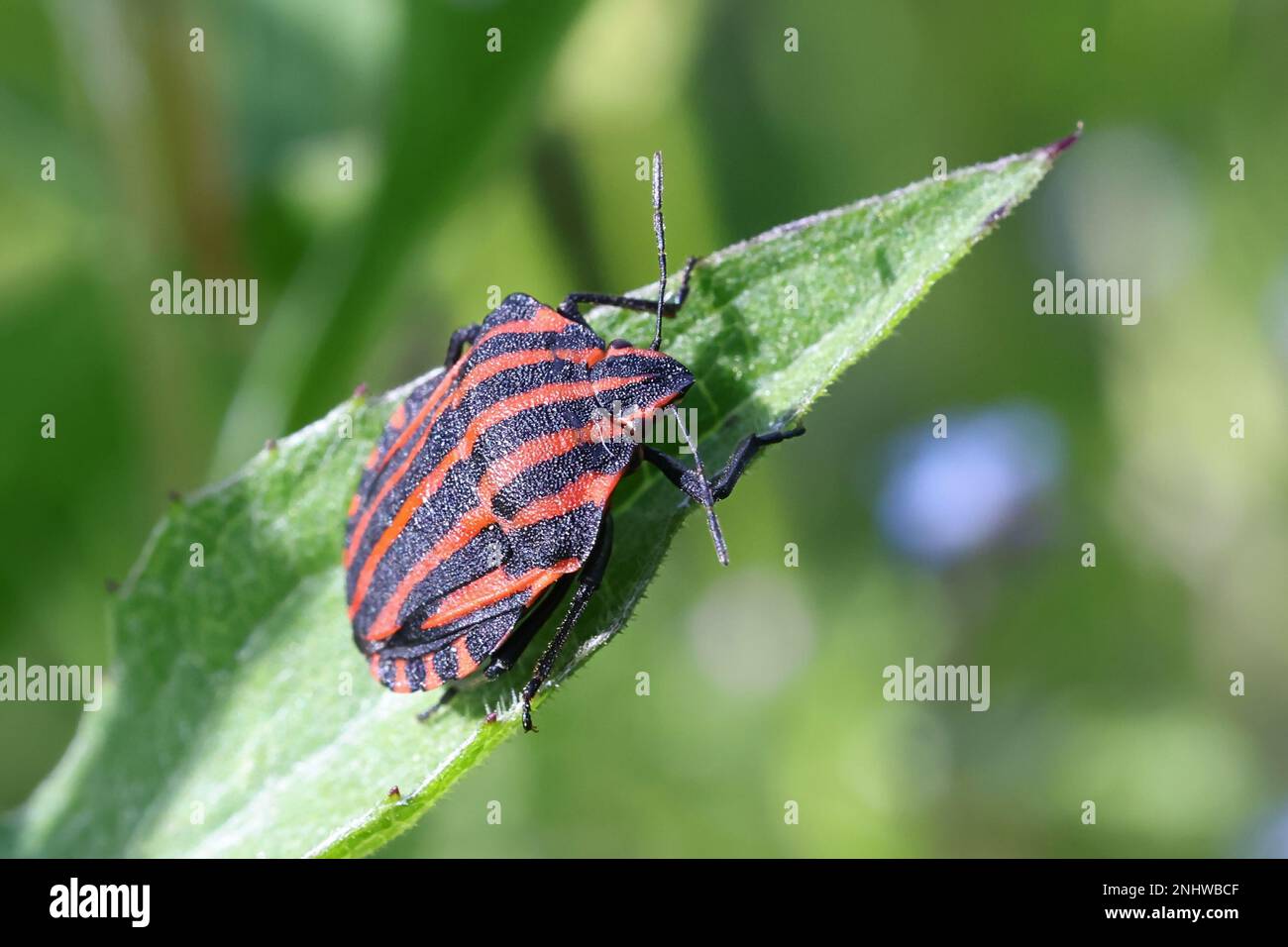 Graphosoma lineatum, commonly known as Striped bug or Minstrel bug ...