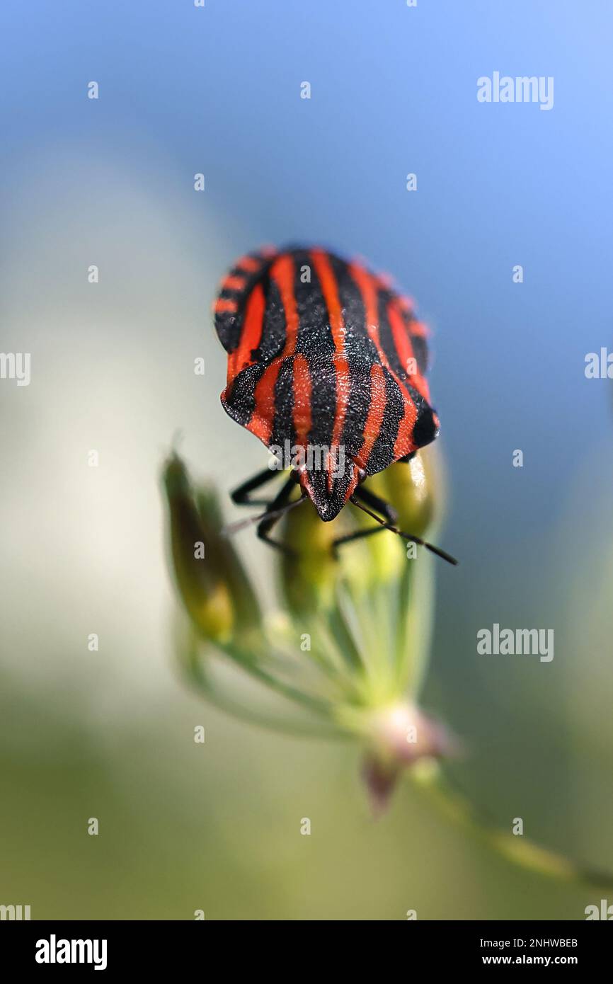 Graphosoma lineatum, commonly known as Striped bug or Minstrel bug ...