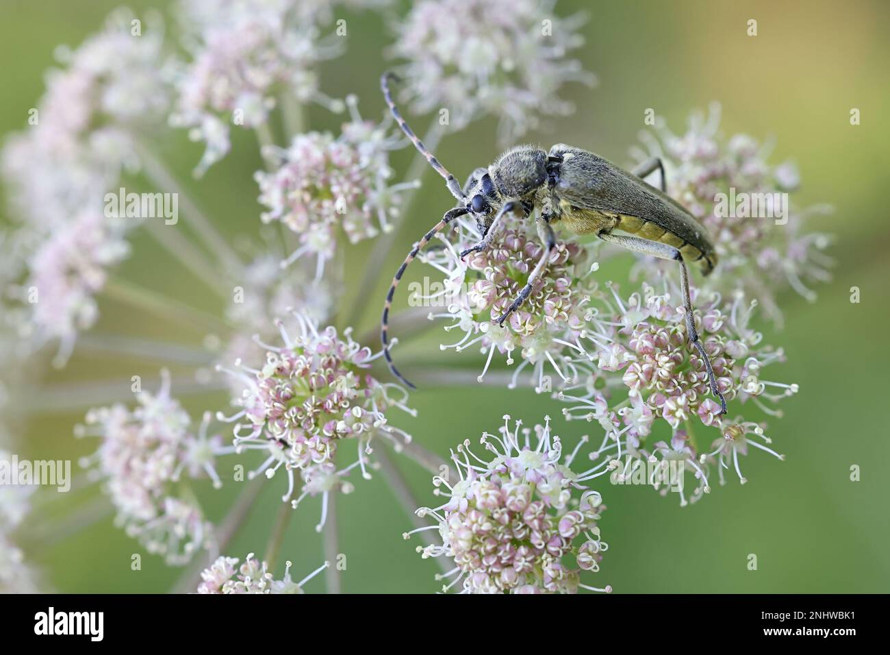 Longhorn beetle or longicorn, Anoplodera virens, feeding on Wild ...