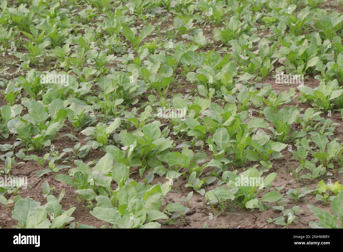 A Green Spinach Palak plant in the field for harvest are cash crops ...