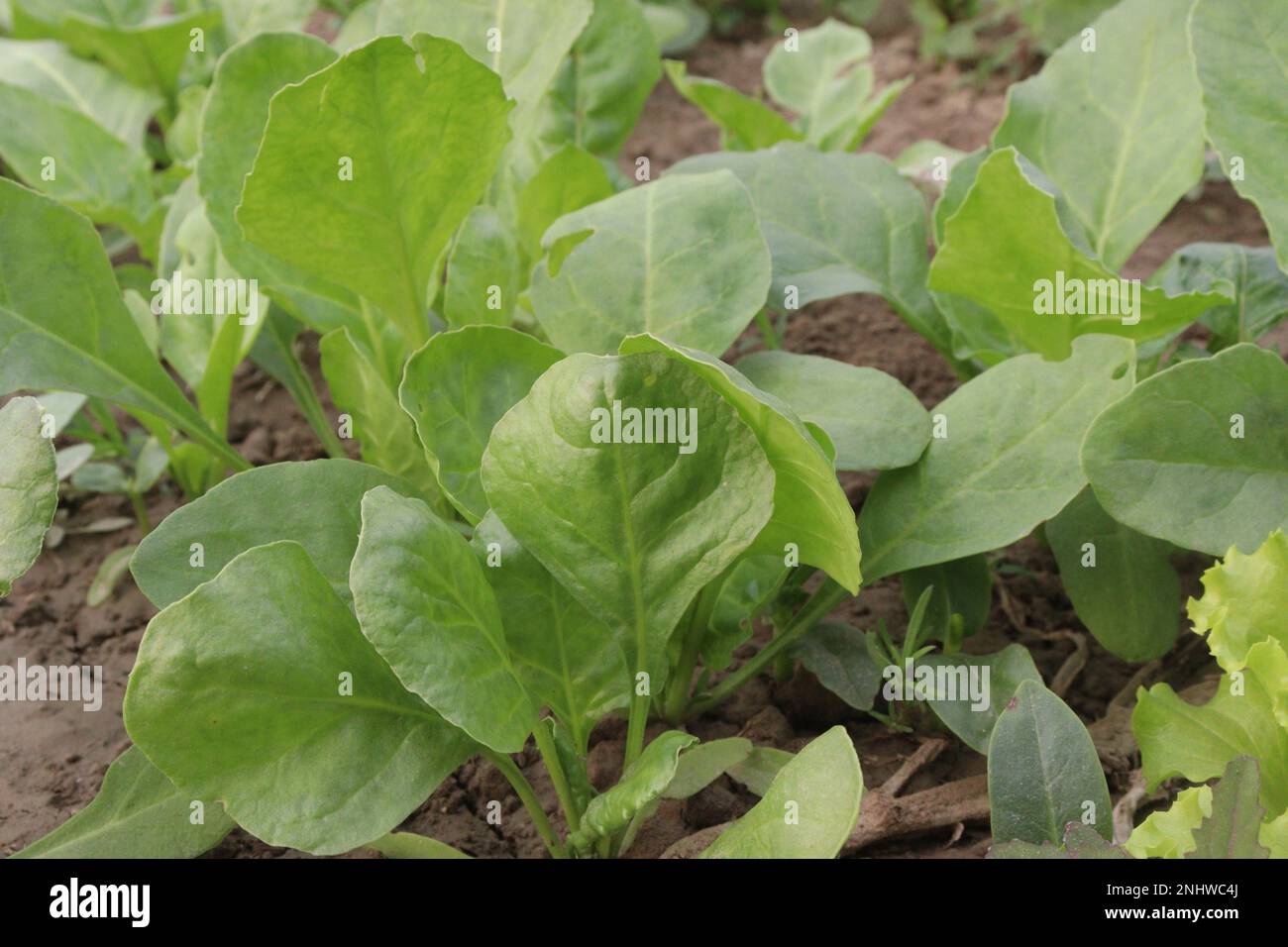 A Green Spinach Palak plant in the field for harvest are cash crops ...