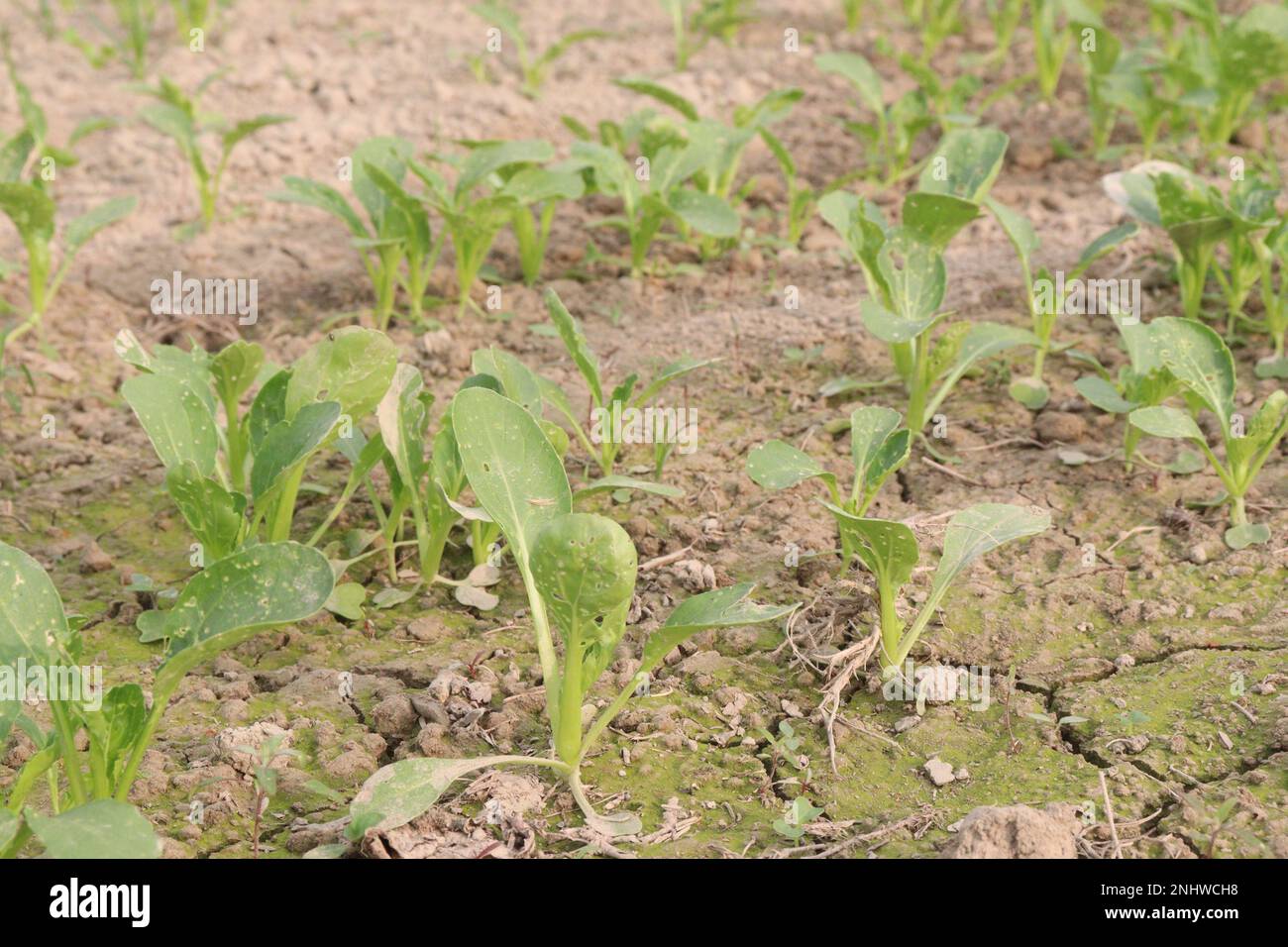 A Green Spinach Palak plant in the field for harvest are cash crops ...